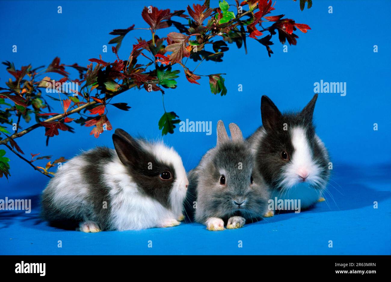 Young Lion-maned Dwarf Rabbits, lion-maned dwarf rabbits, kittens, lion ...