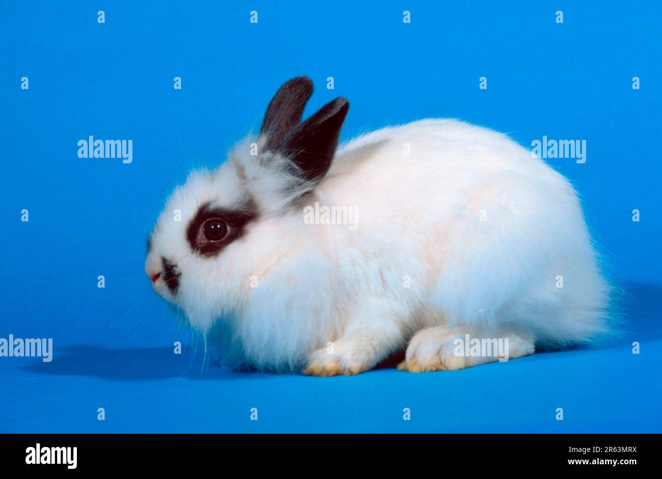 Lion-maned Dwarf Rabbit, white with blue, white with blue, Lionmaned ...