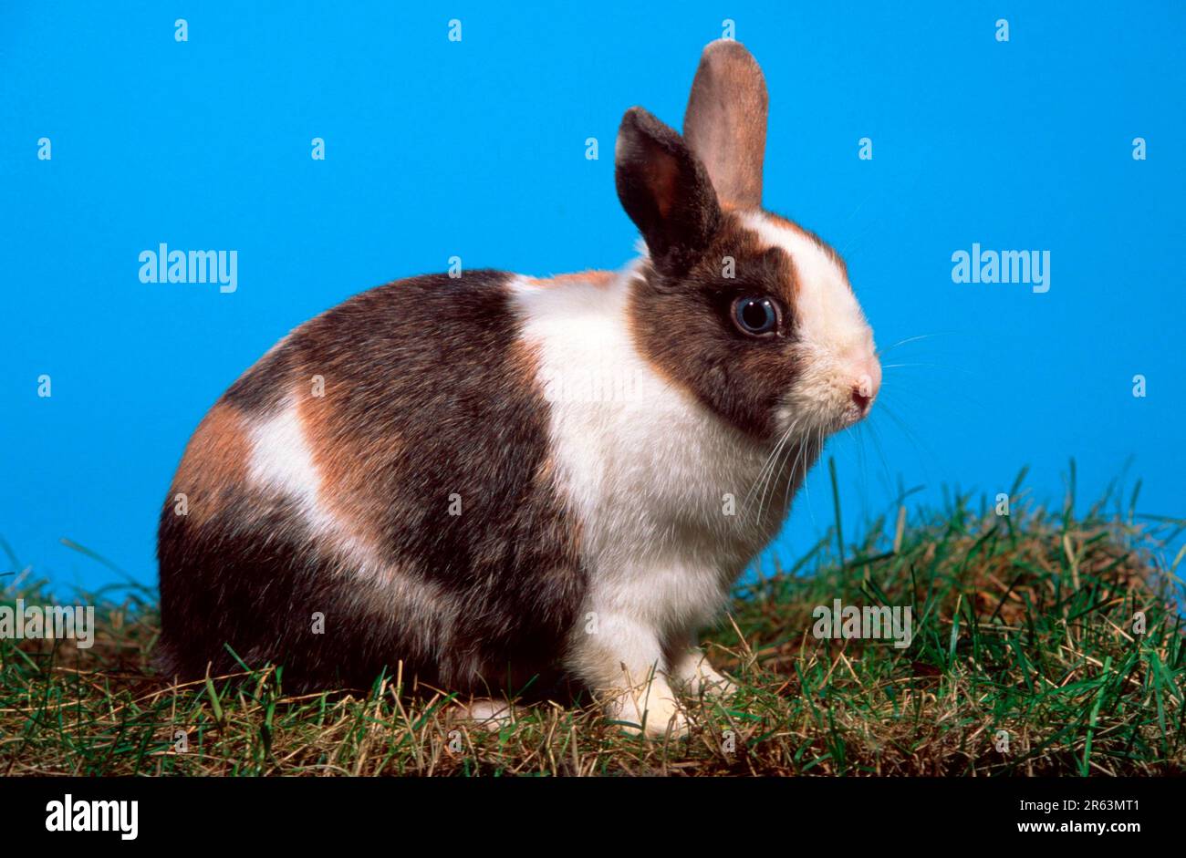 Pygmy rabbits hi-res stock photography and images - Alamy
