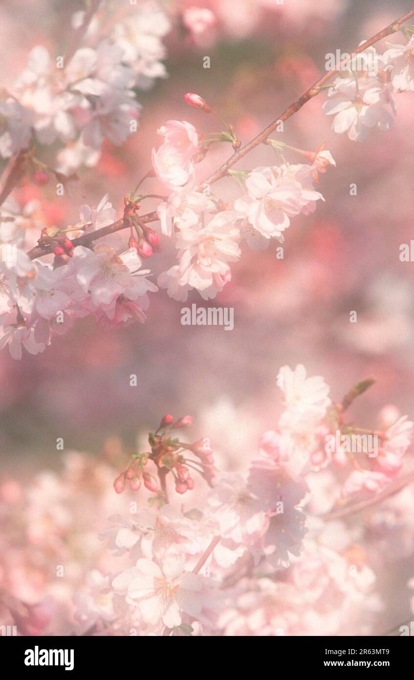 Flowering prunus x yedoensis (Prunus x yedoensis), Yoshino cherry ...