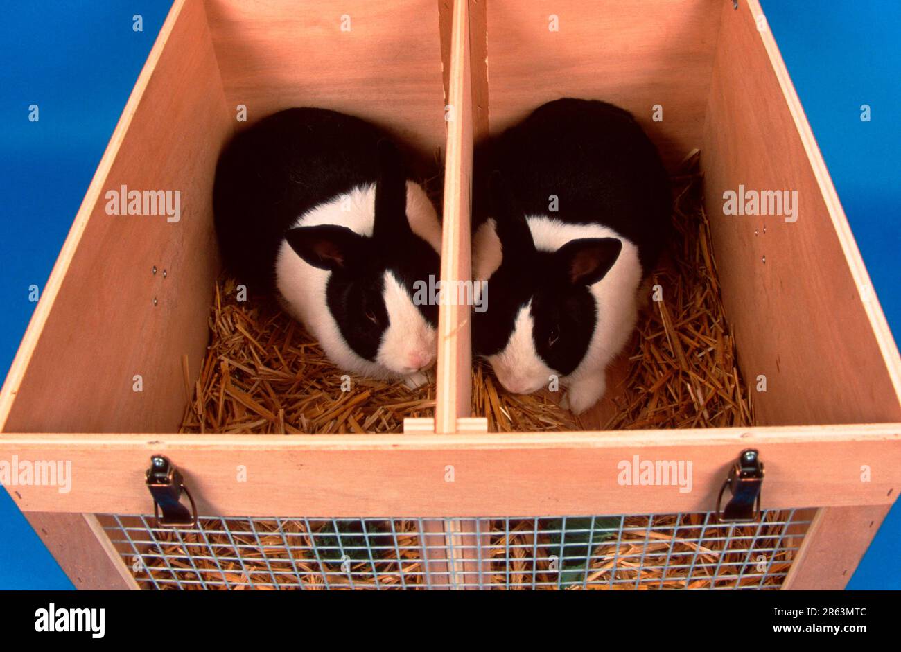 Dutch rabbits in the transport kennel Stock Photo - Alamy
