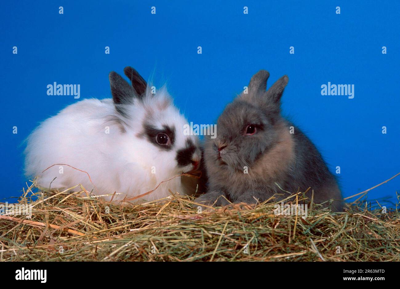 Lion-maned Dwarf Rabbits, white with blue and blue with cream, Lion ...