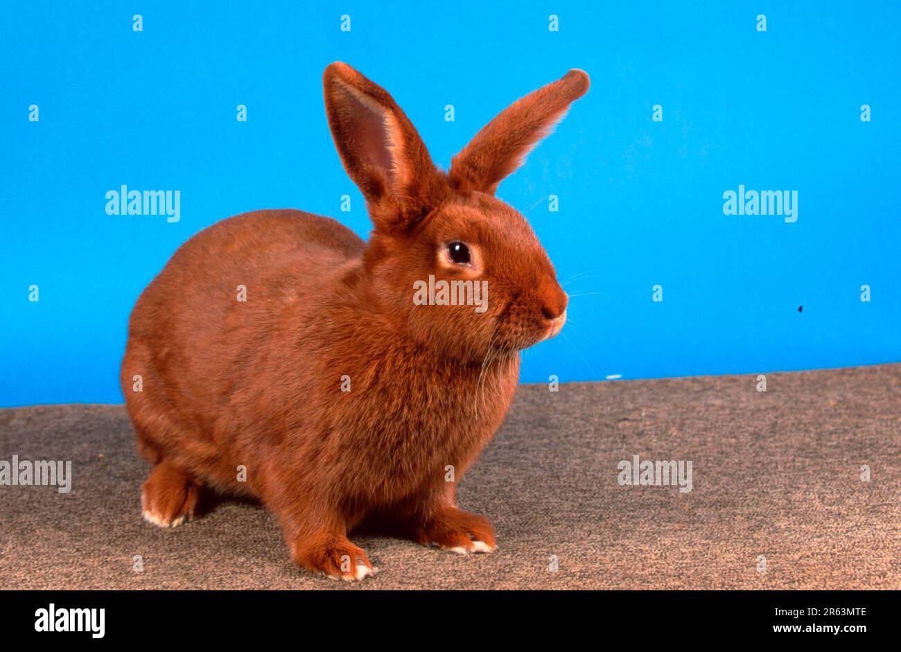 Rabbit, Red New Zealand rabbit, Red New Zealand, animals, mammals ...