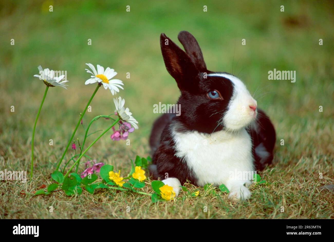 Rabbit front view hi-res stock photography and images - Alamy