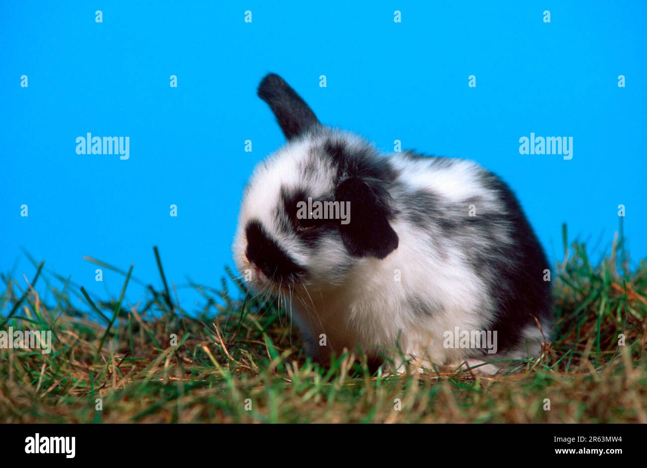 Young spoon-eared dwarf rabbit Stock Photo - Alamy