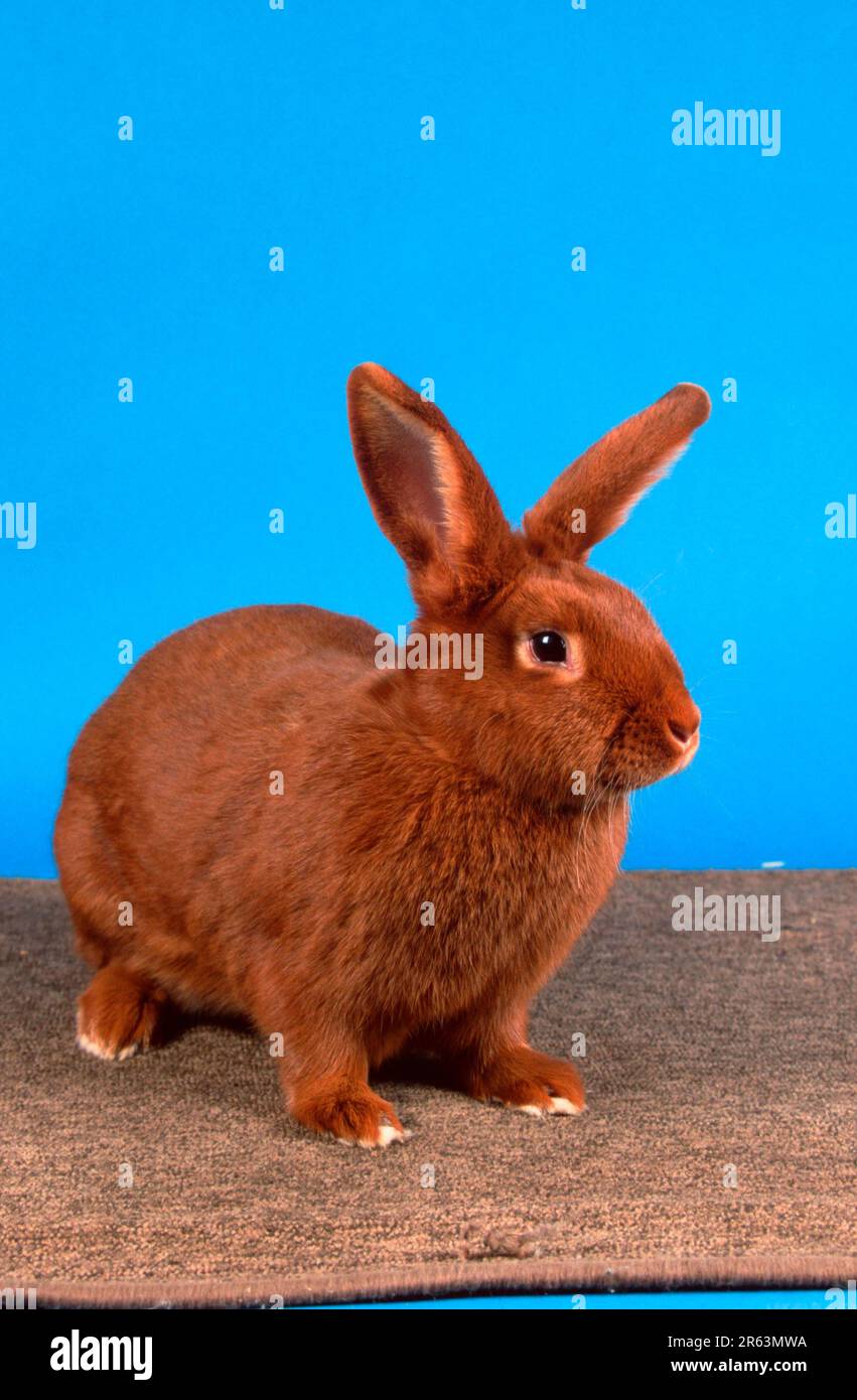 New zealand rabbit hi-res stock photography and images - Alamy