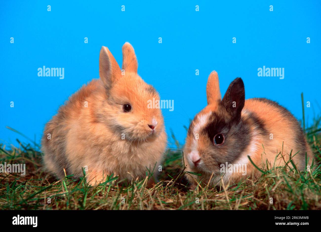 Photo two young baby rabbits hi-res stock photography and images - Alamy