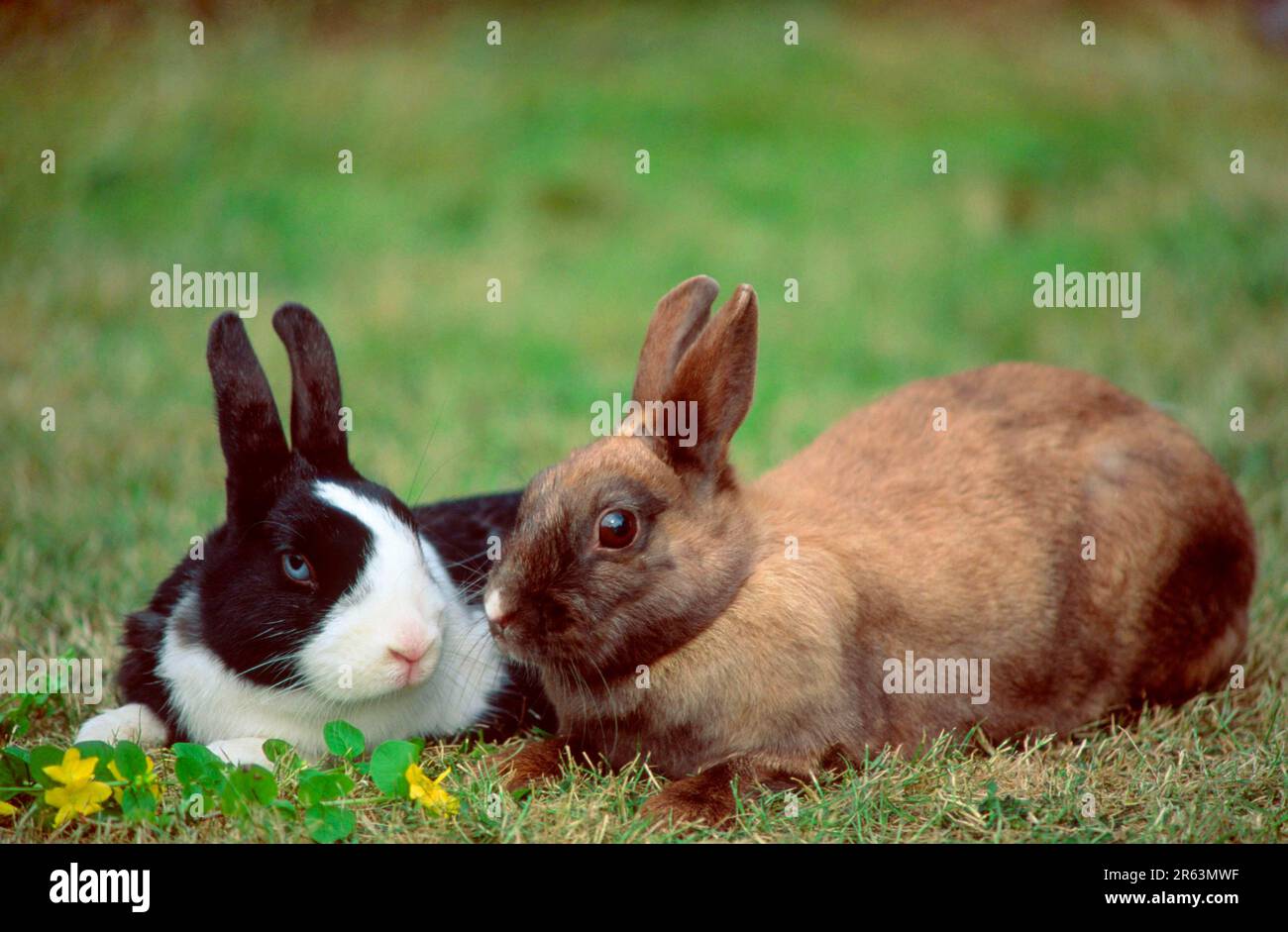 Pygmy rabbits hi-res stock photography and images - Alamy