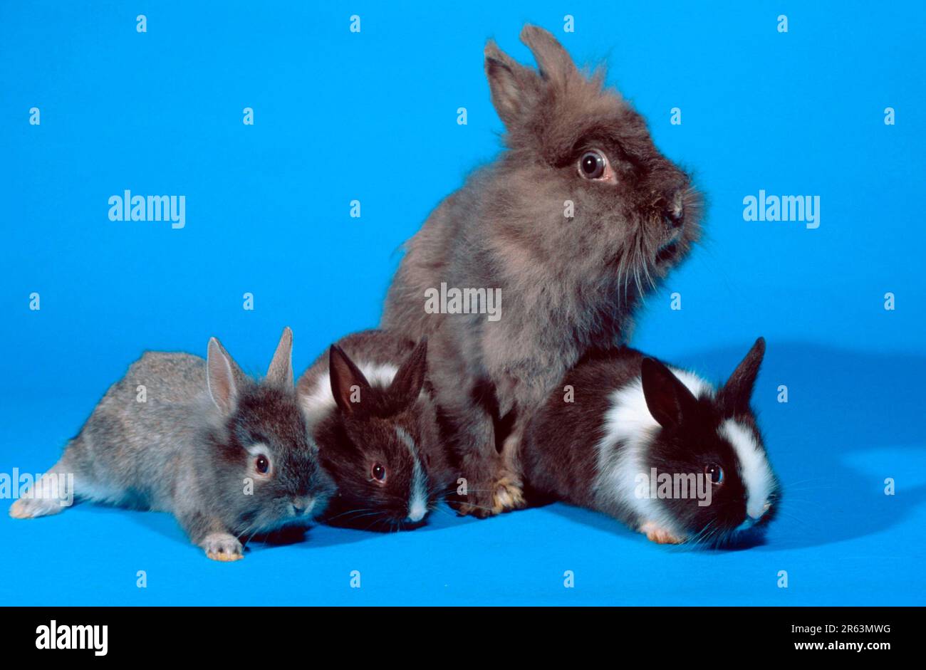 Lion-maned Dwarf Rabbit with youngs, Lion-maned Dwarf Rabbit, blue ...