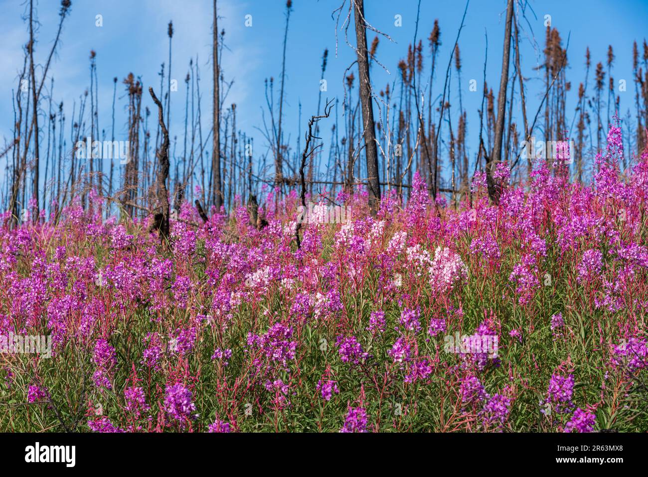 Wild Fireweed plant flowers seen in full bloom with blue sky background ...