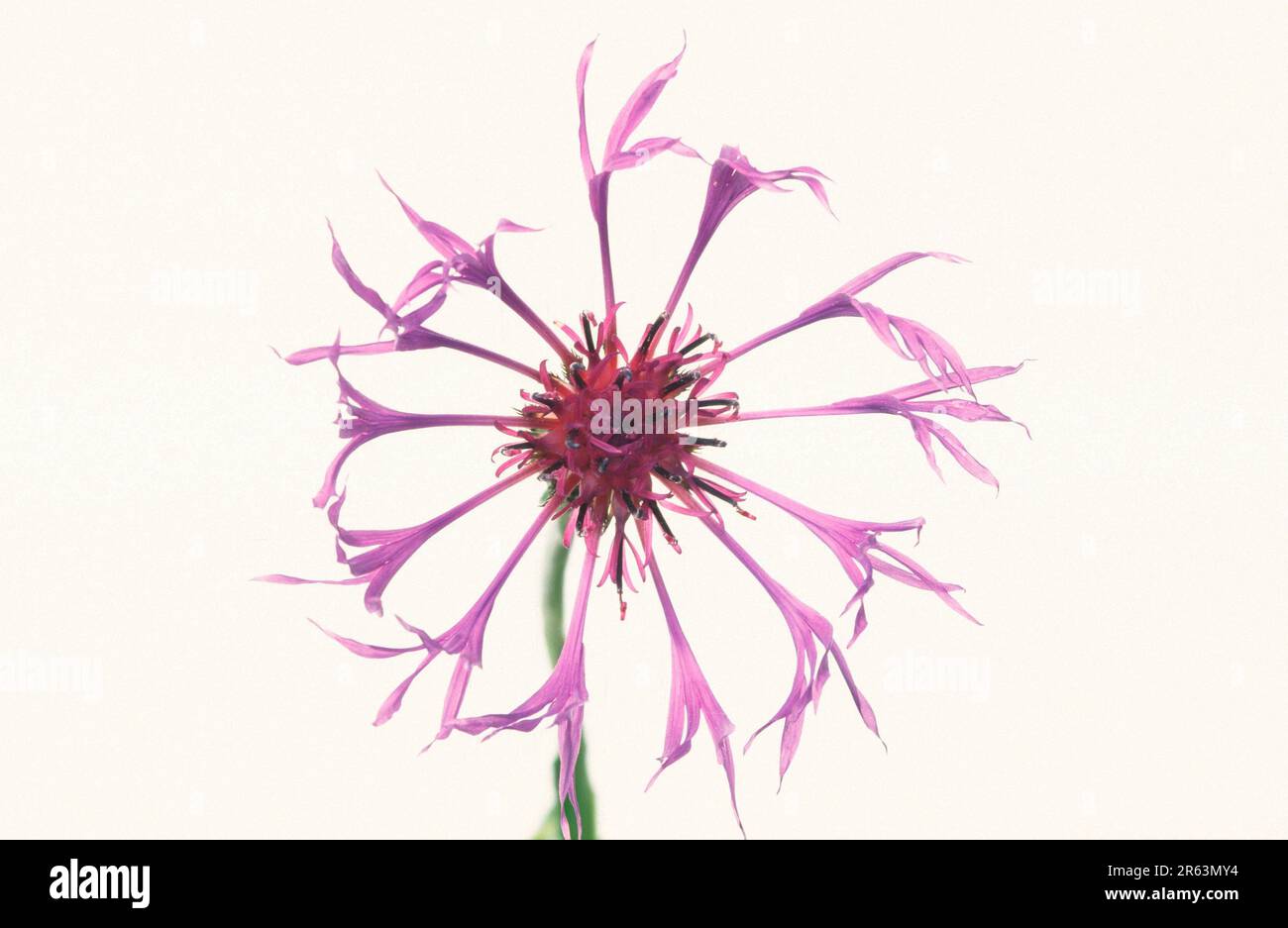 Perennial cornflower (Centaurea montana), perennial cornflower (plants ...