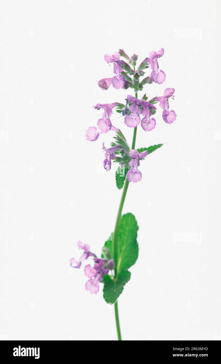 Catnip flower hi-res stock photography and images - Alamy