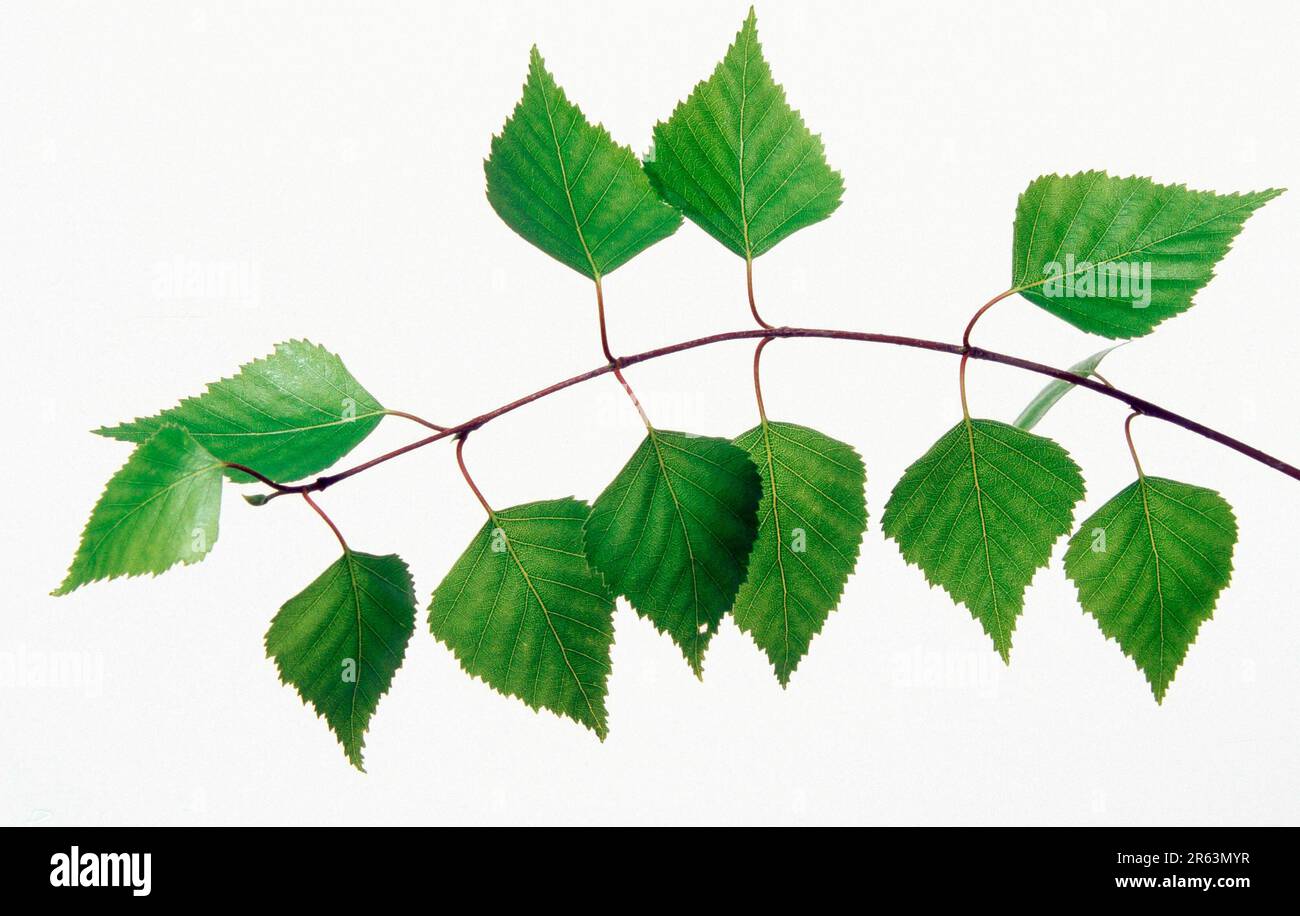 Silver birch (Betula pendula), leaves, silver birch, silver birch ...