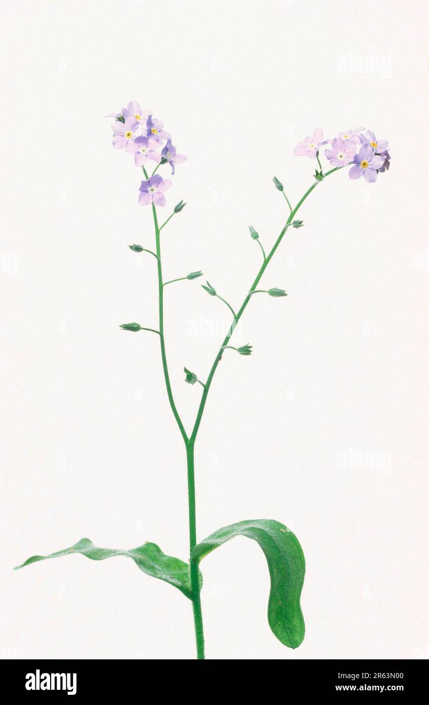 Field Forget-me-not (Boraginaceae) (Myosotis arvensis), Field field ...