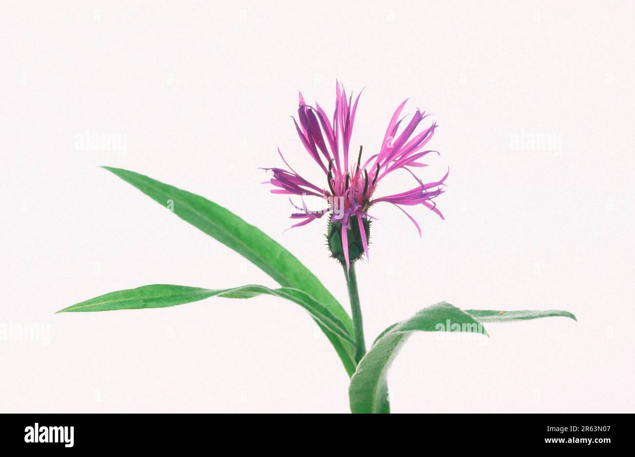 Perennial cornflower (Centaurea montana), perennial cornflower (Plants ...