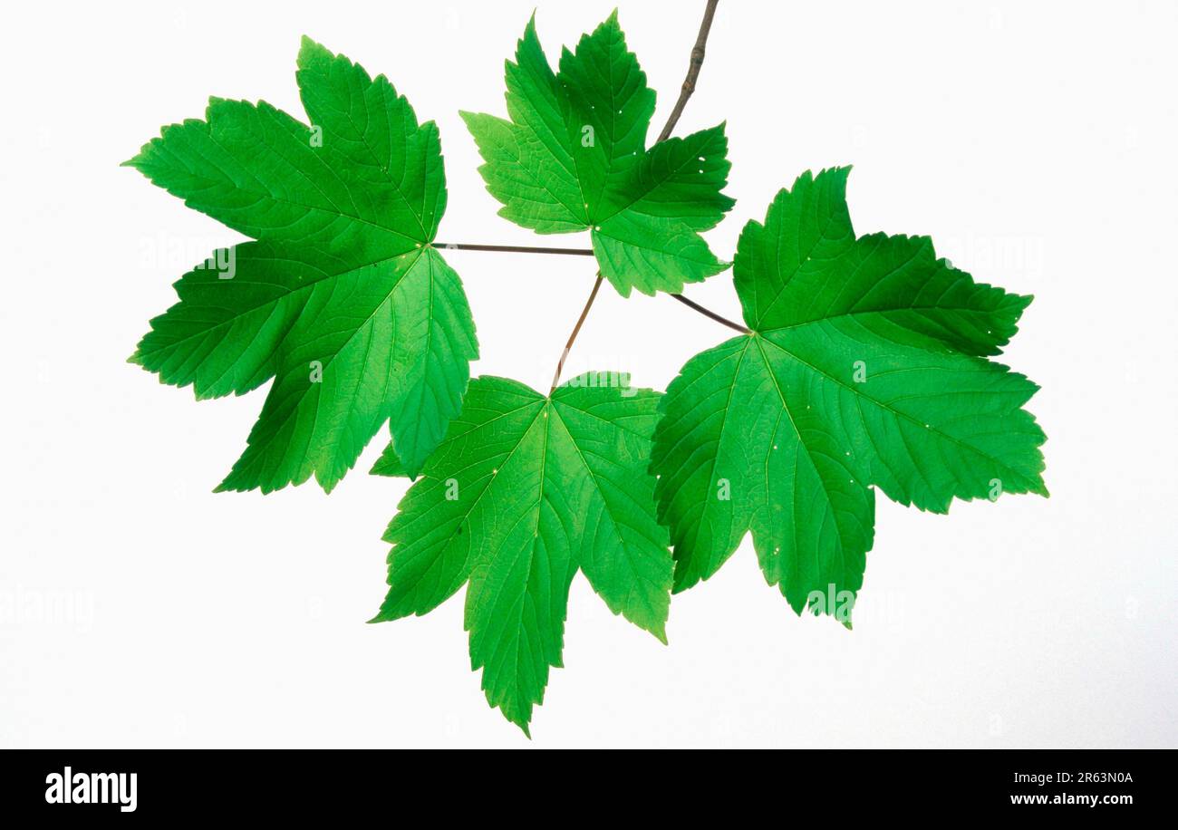 Sycamore maple (Acer pseudoplatanus), Leaves (Plants) (Deciduous Tree ...