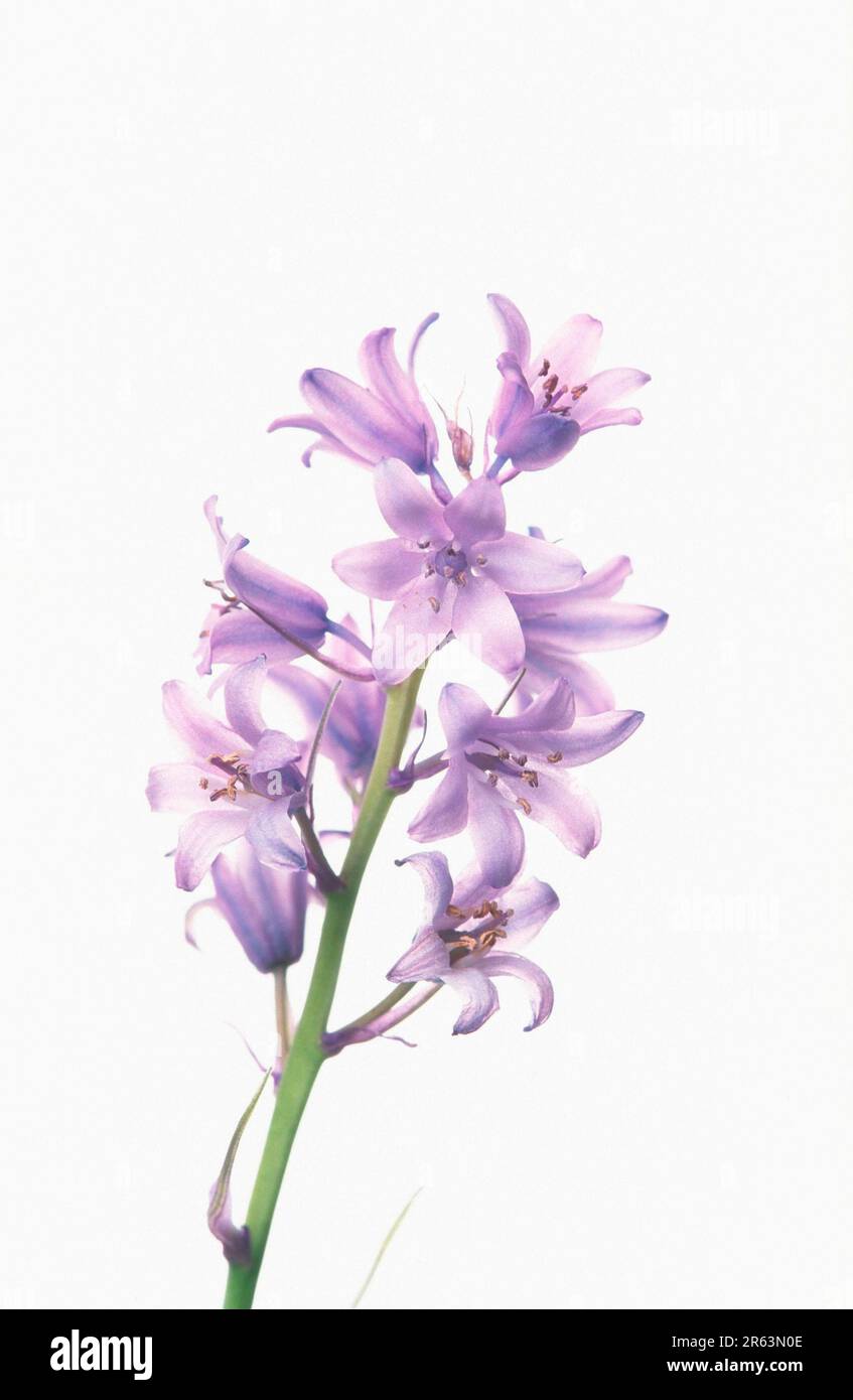Alpine Squill (Scilla bifolia), Zweiblaettriger Blaustern, [Pflanzen ...