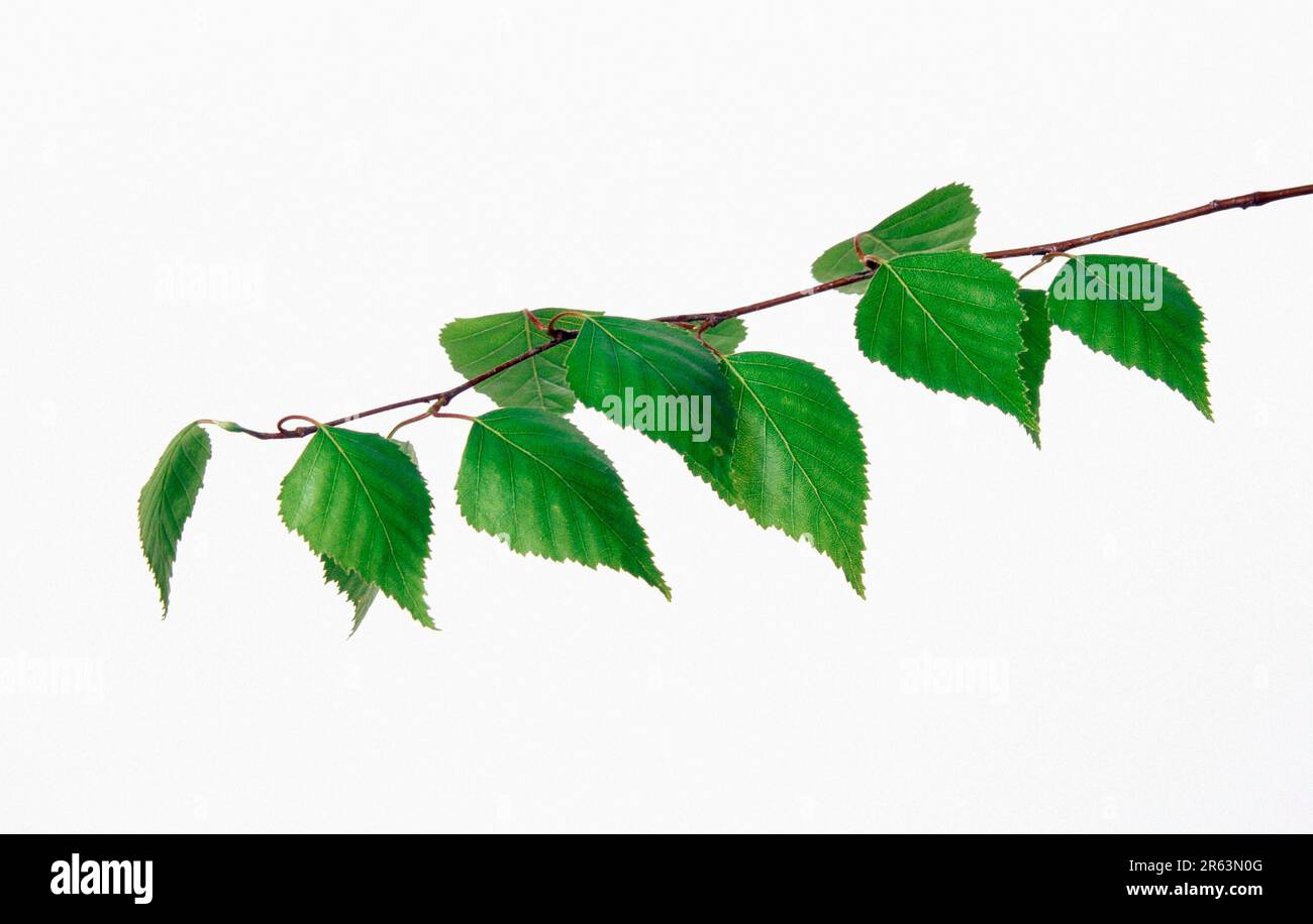 Silver Birch Tree Leaves