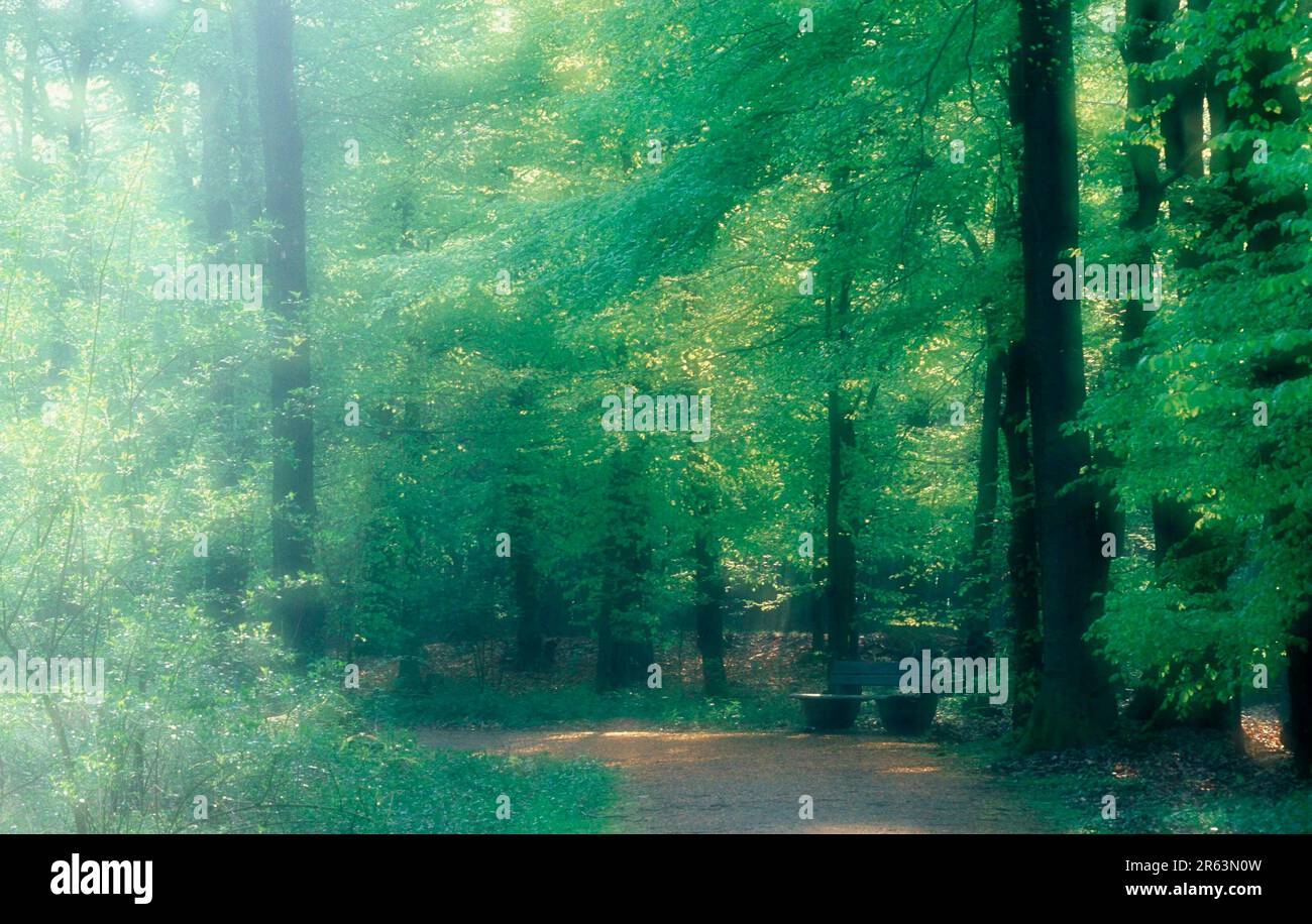 Forest path in spring, North Rhine-Westphalia, european hornbeam ...