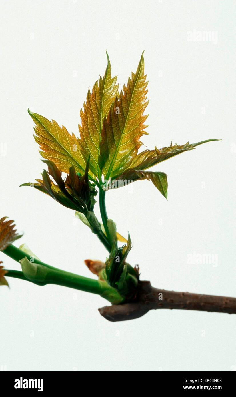 Wild Vine, Vine (plants) (leaf) (leaves) (inside) (studio) (cropped ...