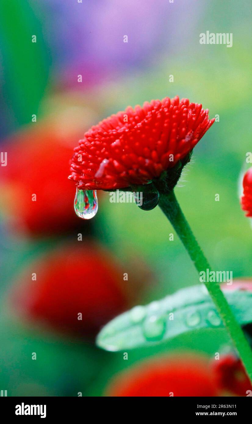 Flower with raindrop, flower with raindrop (plants) (flowers) (garden ...