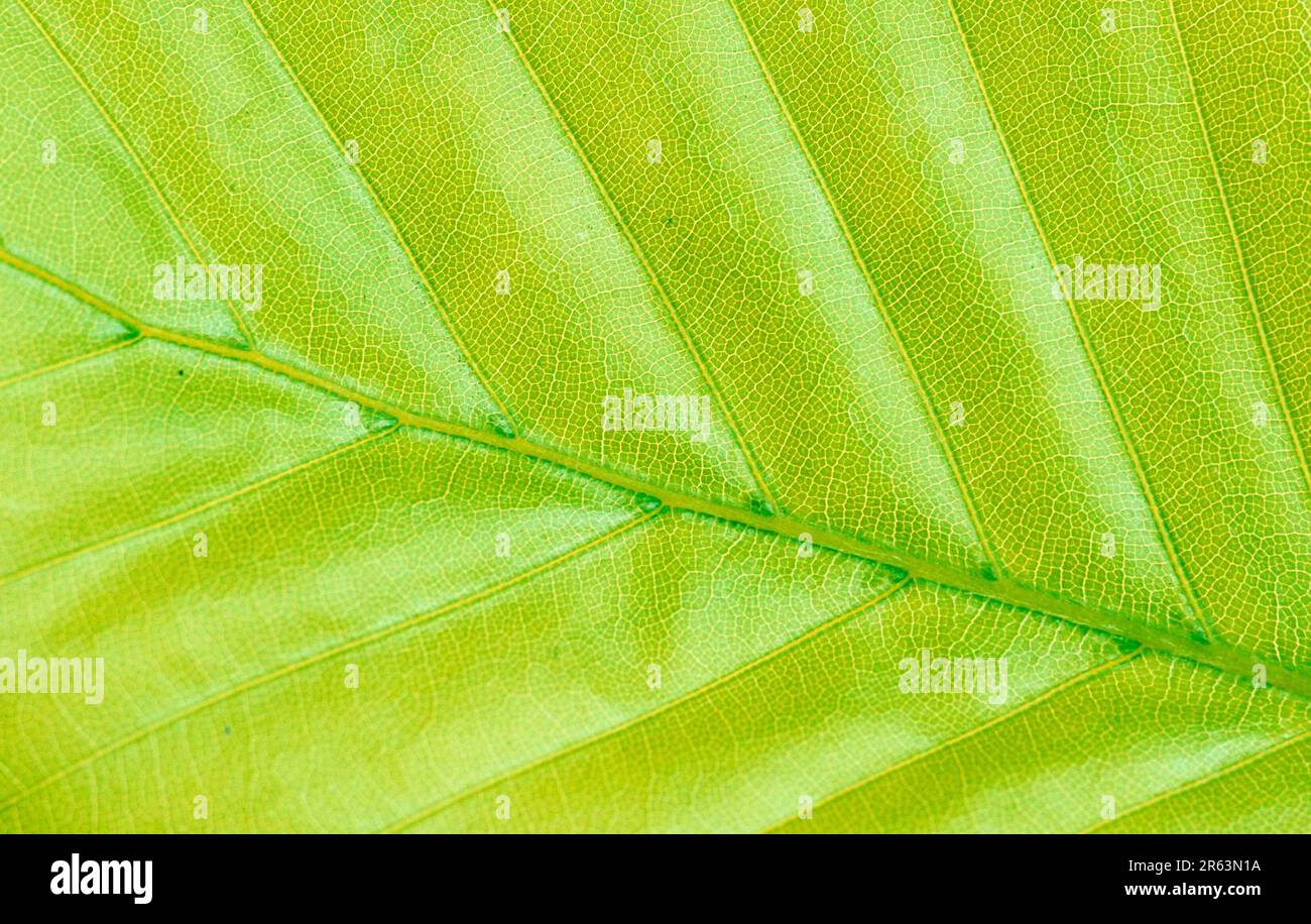 Beech (Fagus sylvatica) leaf, detail, Buchenblatt, Detail, [Pflanzen ...