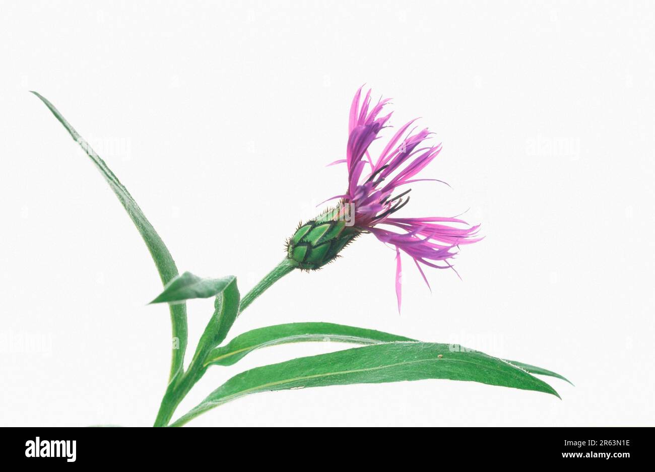 Perennial cornflower (Centaurea montana), perennial cornflower (Plants ...