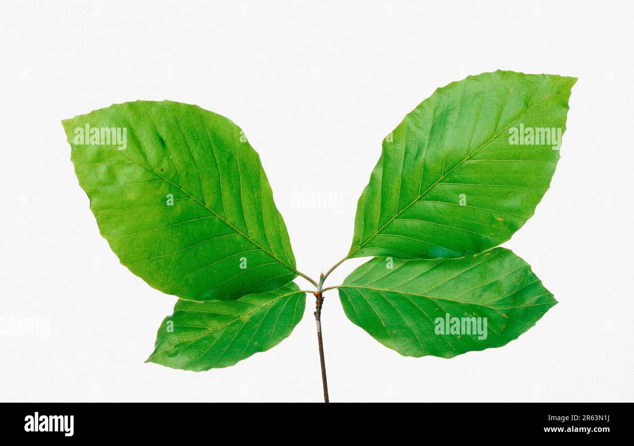 Beech tree leaf cutout hi-res stock photography and images - Alamy