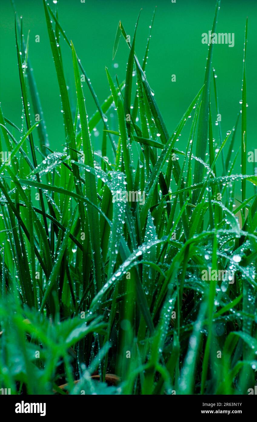 Grass with raindrops, Gras mit Regentropfen, [Pflanzen, plants, Graeser ...