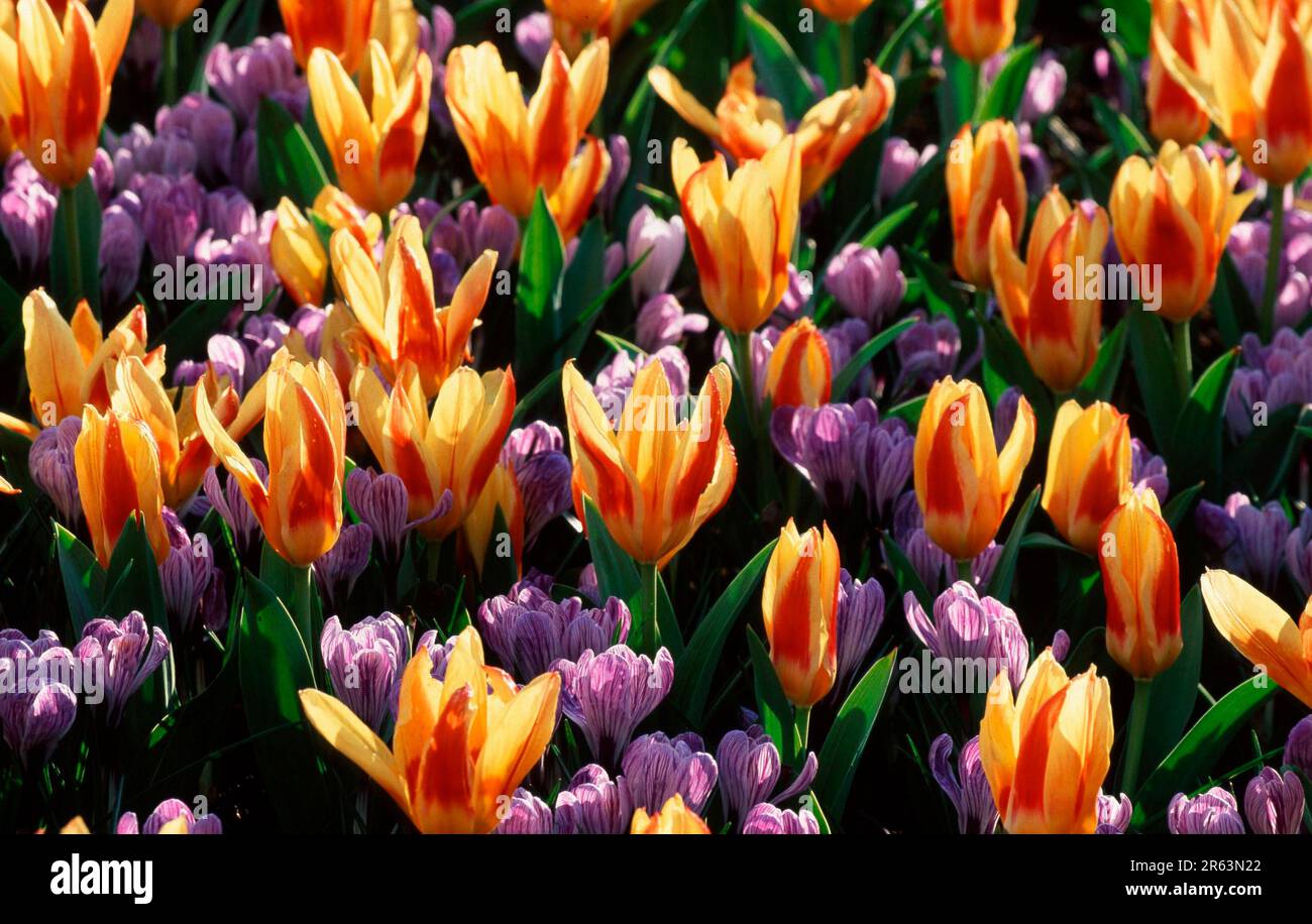 Tulips and crocuses (plants) (plants) (lily family) (Liliaceae) (iris ...