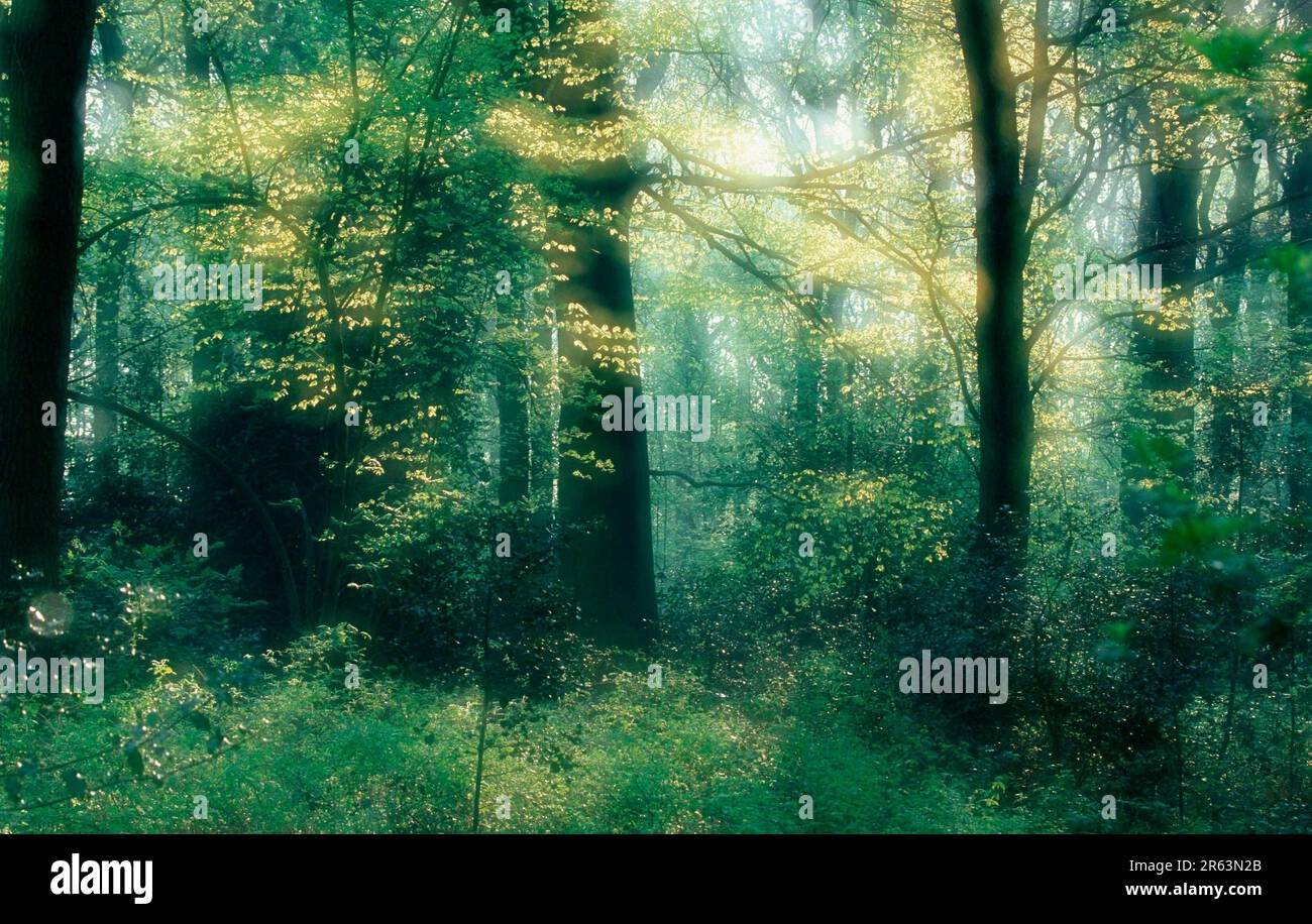 Deciduous forest in spring, North Rhine-Westphalia, Germany, Europe ...