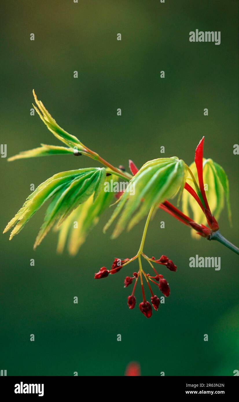 Maple, leaves and flowers, smooth japanese maple (Acer palmatum ...