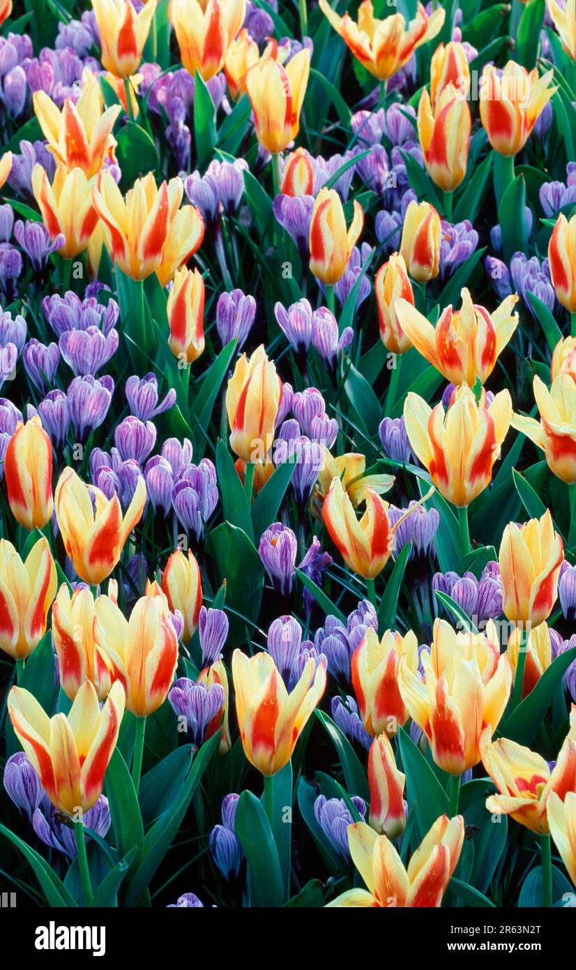 Crocus liliaceae lily family hi-res stock photography and images - Alamy