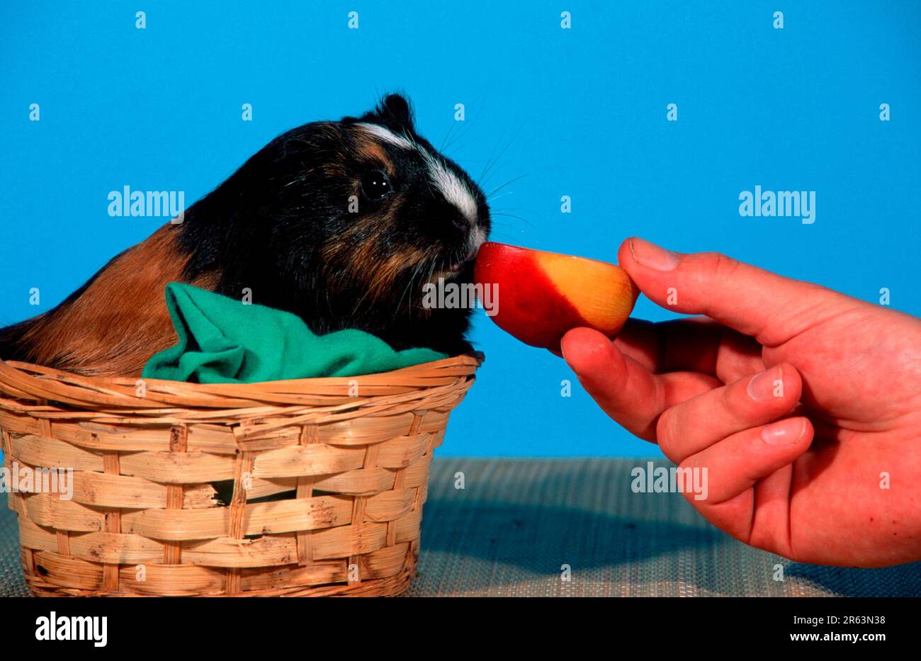 Guinea Pig Pig getting fruit, Guinea pig gets fruit Stock Photo - Alamy