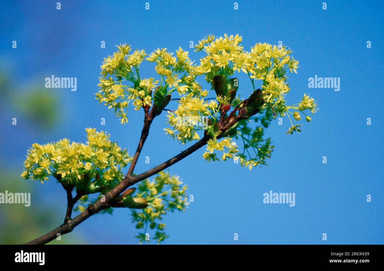 Norway maple (Acer platanoides), branch with blossoms, plants, maple ...