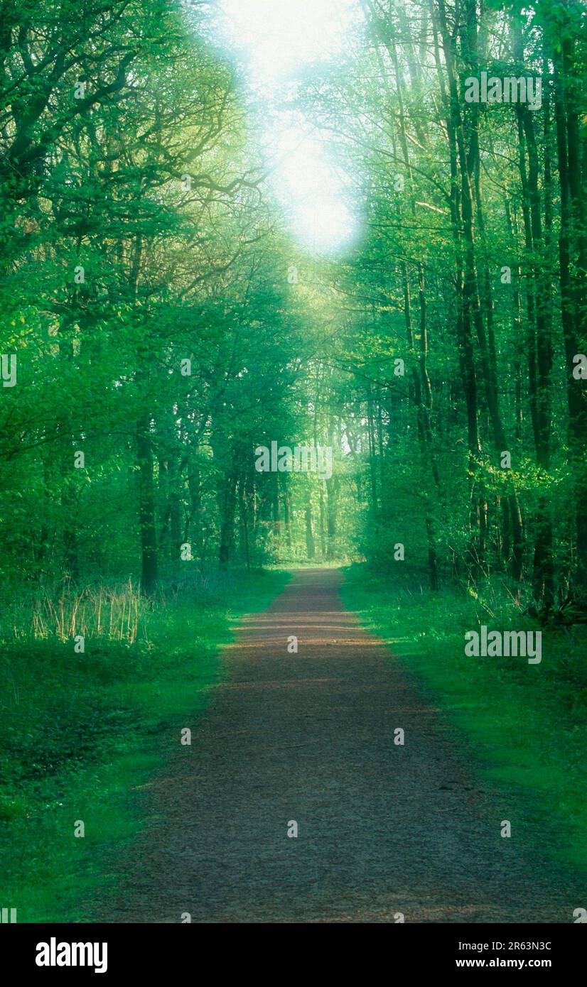 Forest path in spring, deciduous forest, Europe, path, vertical ...