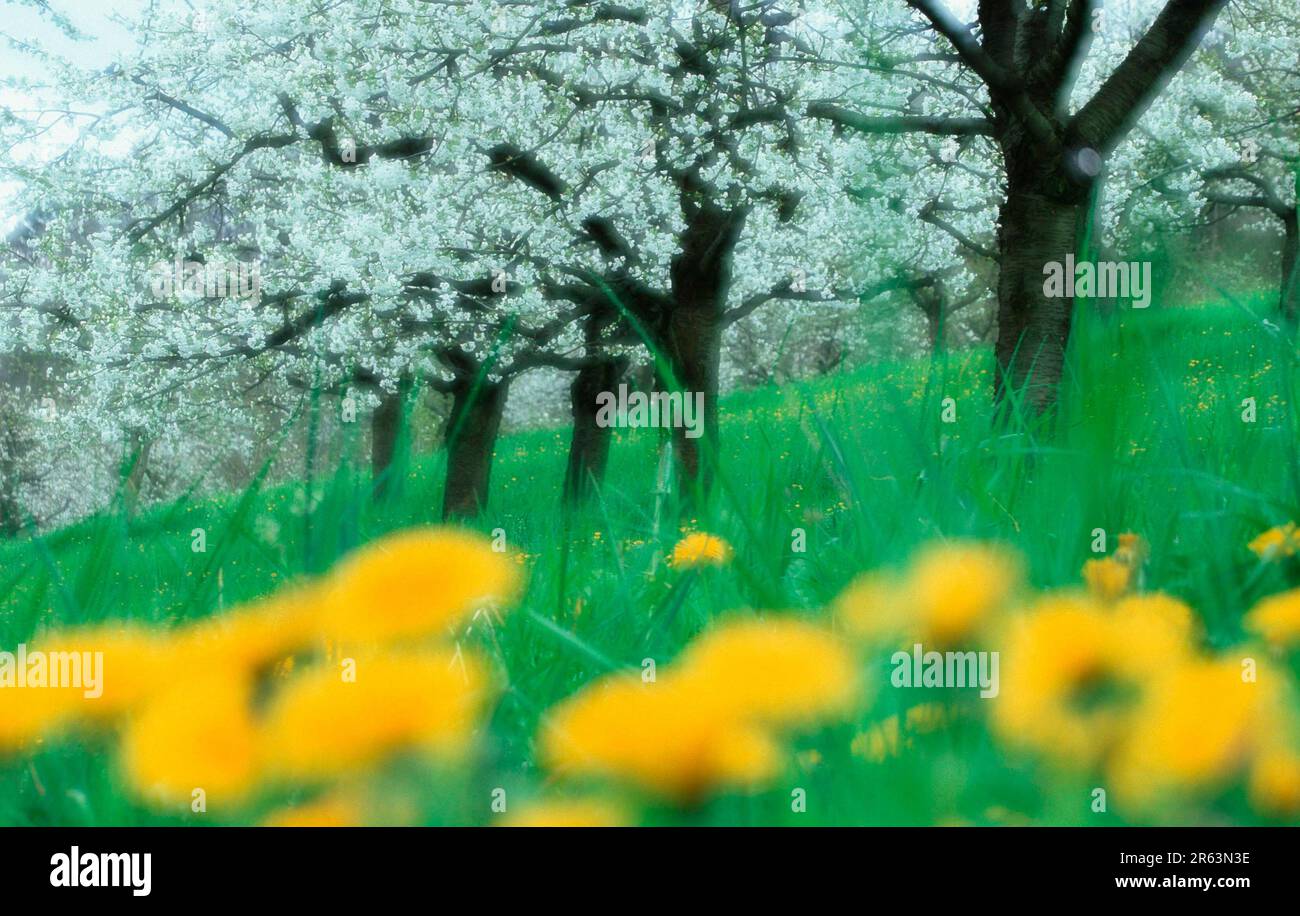 Cherry trees. flowering, Baden-Wuerttemberg, Germany, flowering cherry ...