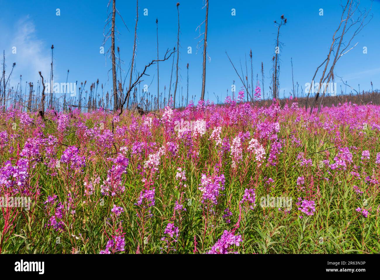 Wild Fireweed plant flowers seen in full bloom with blue sky background ...