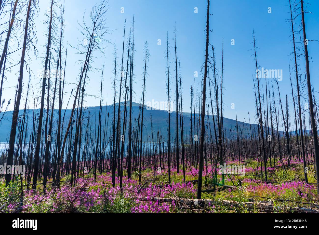 Wild Fireweed plant flowers seen in full bloom with blue sky background ...