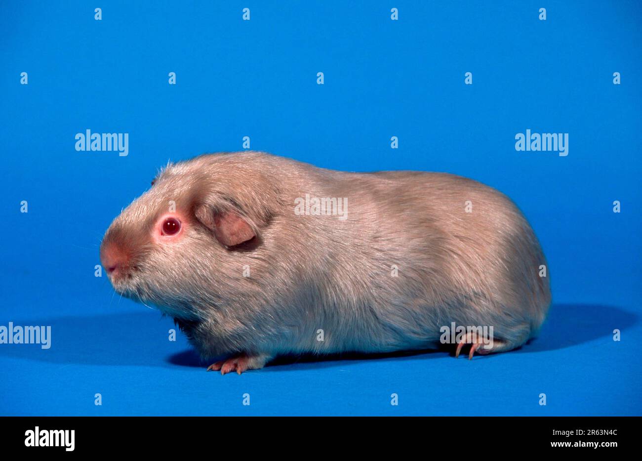 English guinea pig hi-res stock photography and images - Alamy