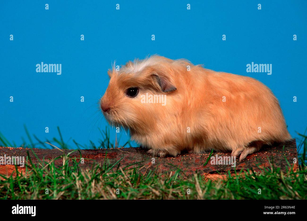Cost Of A Coronet Guinea Pig at Jackie Proctor blog