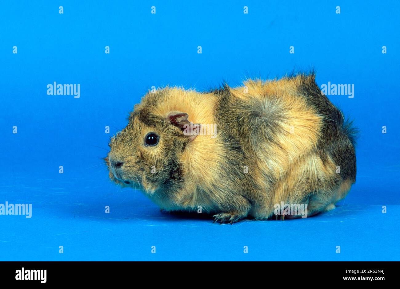 Grey guinea pig hi-res stock photography and images - Alamy