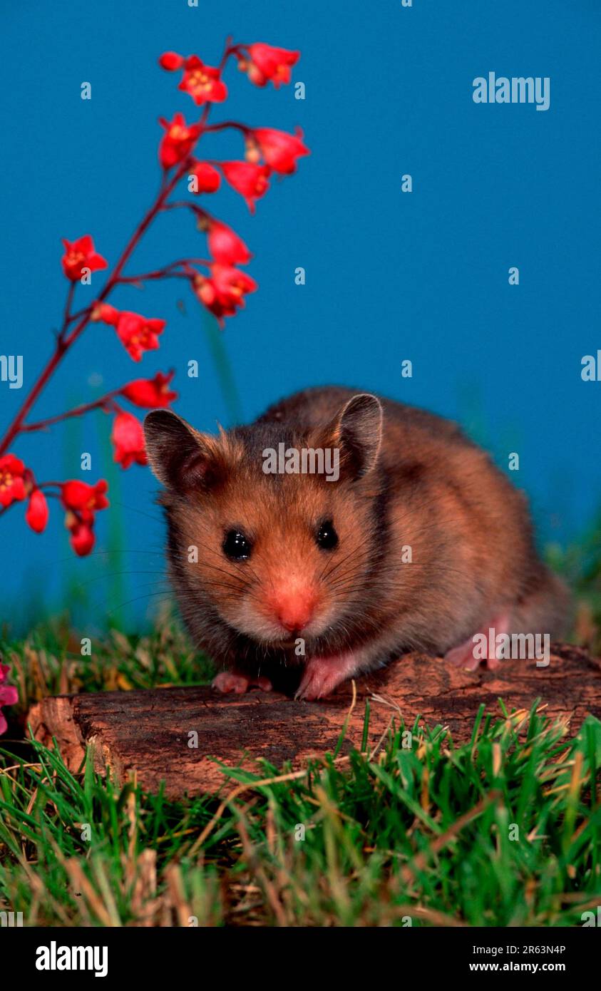 Syrian or Golden Hamster (Mesocricetus auratus Stock Photo - Alamy