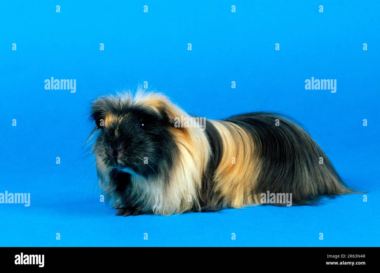 Satin guinea pig hi-res stock photography and images - Alamy