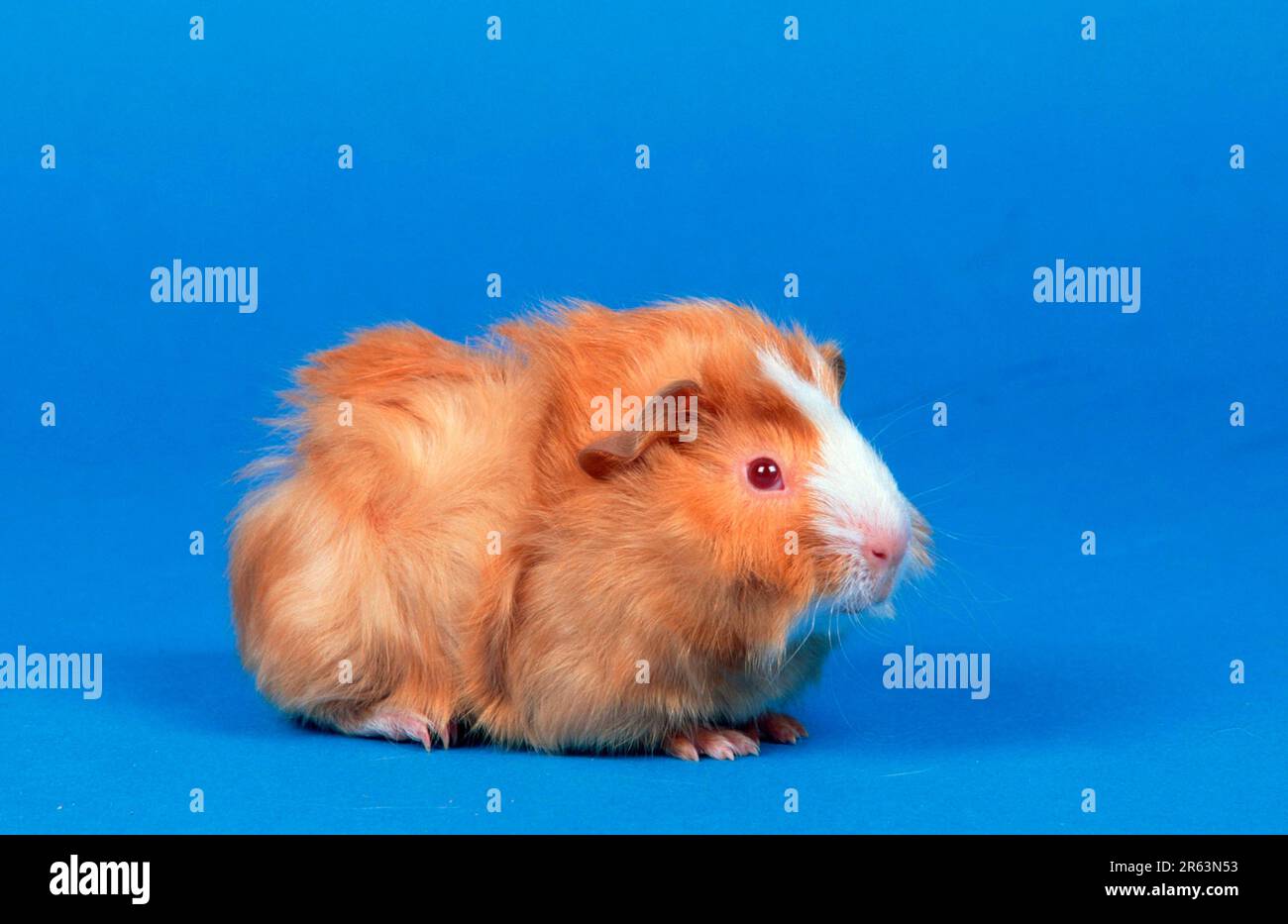 Abyssinian guinea pig, satin, golden with white Stock Photo - Alamy