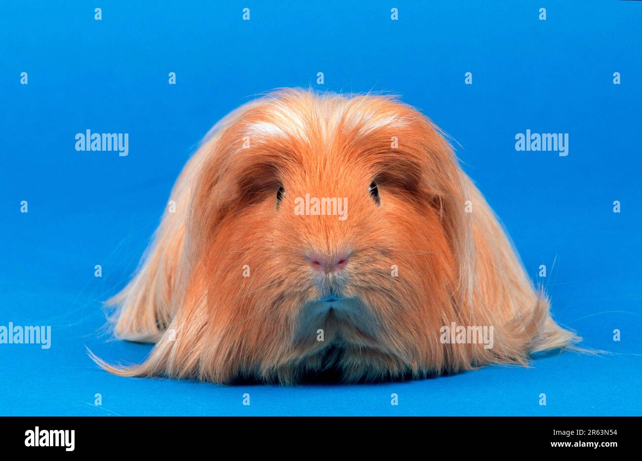 American guinea pig hi-res stock photography and images - Alamy