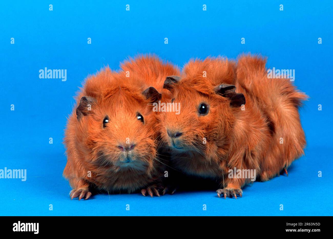 Abyssinian guinea pig two hi-res stock photography and images - Alamy
