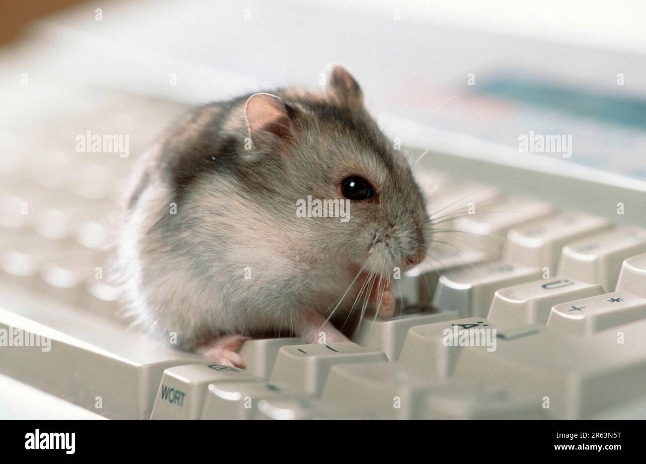 Dwarf hamster sitting on typewriter, djungarian hamster (Phodopus ...
