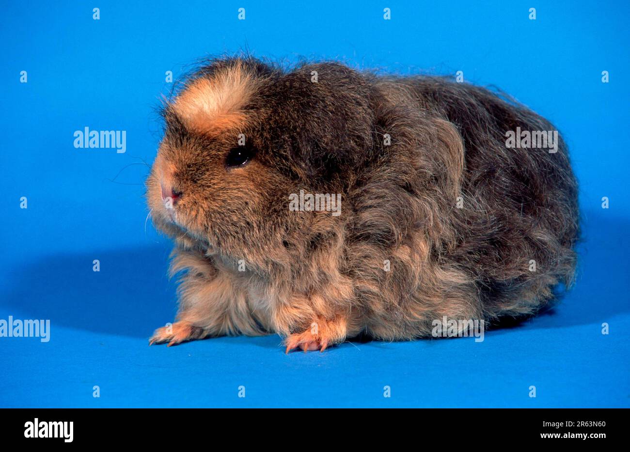 Merino guinea pig, grey (agouti) with cream Stock Photo - Alamy