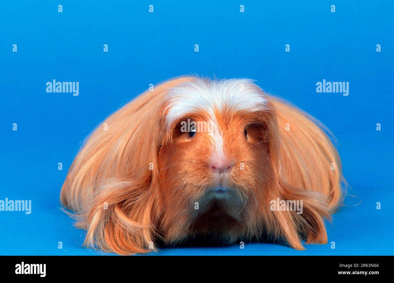 Satin guinea pig hi-res stock photography and images - Alamy